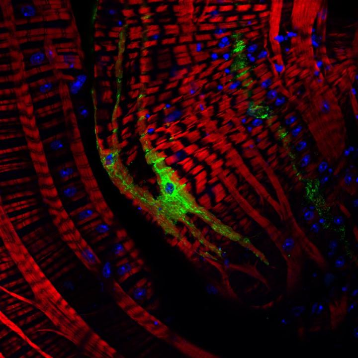 Fruit Fly Digestive Tract Cell [IMAGE] | EurekAlert! Science News Releases