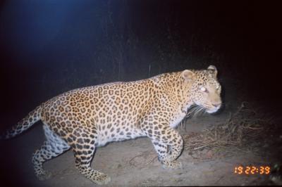 Leopard in India [IMAGE] | EurekAlert! Science News Releases
