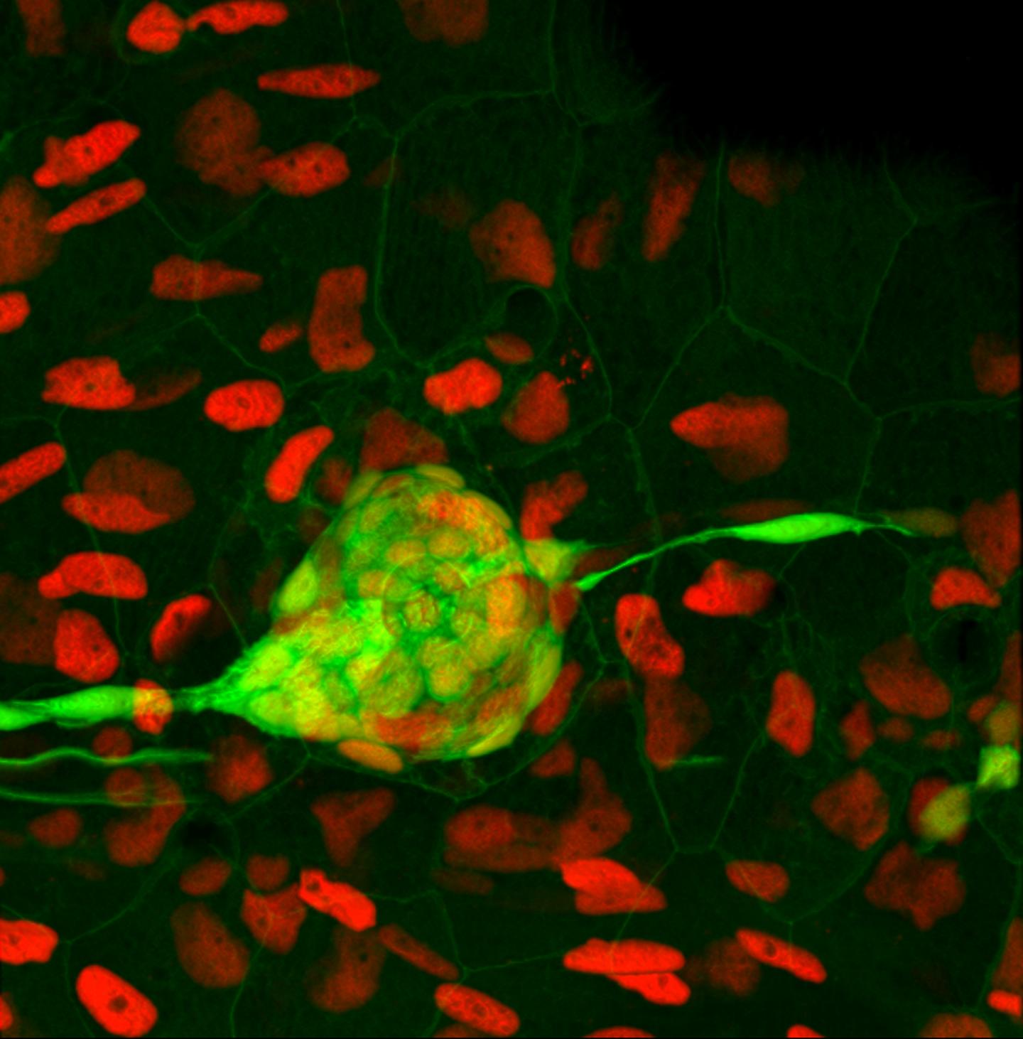 Orchestrating hair cell regeneration: A suppo | EurekAlert!
