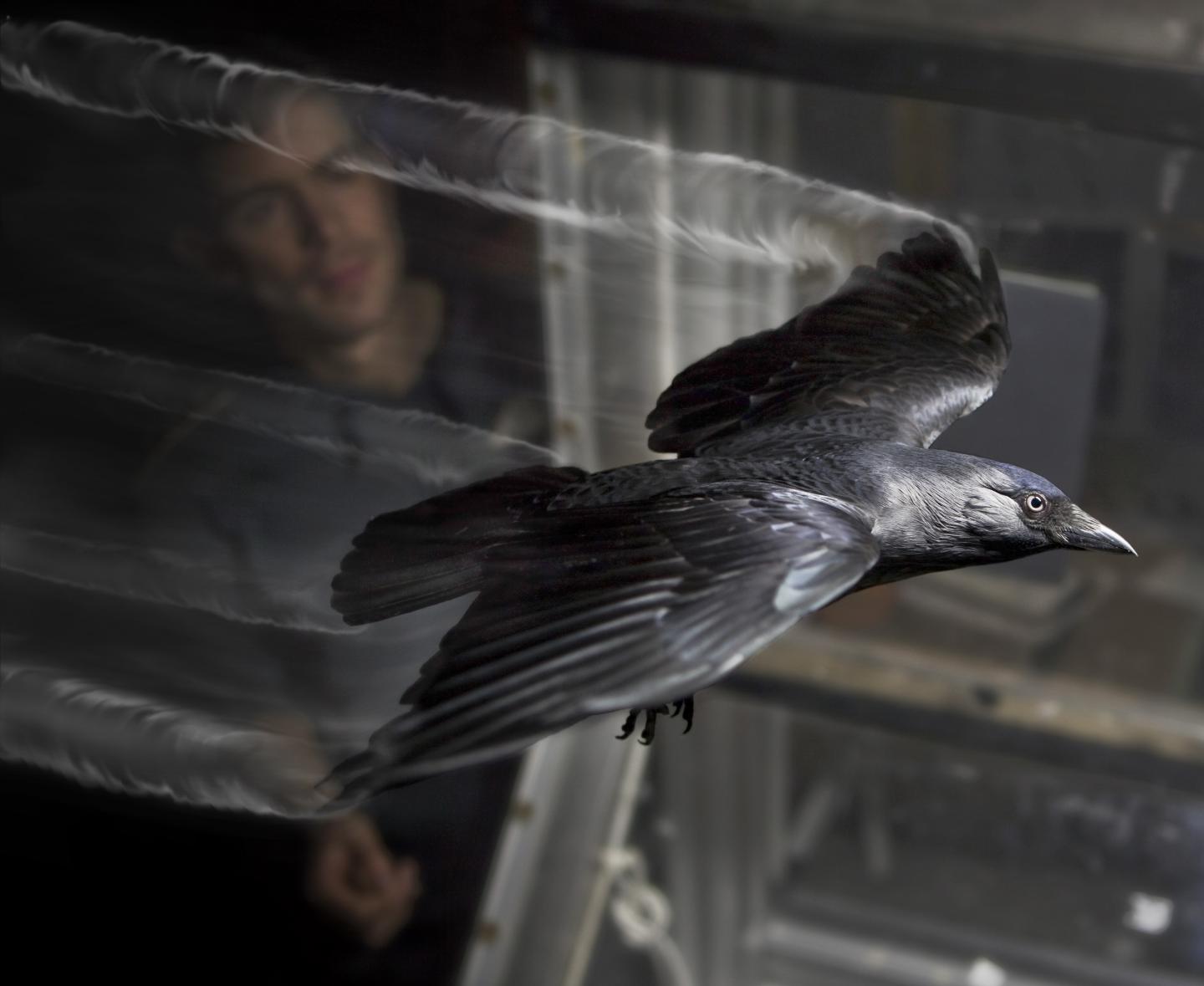 Jackdaw in Wind Tunnel [IMAGE] | EurekAlert! Science News Releases