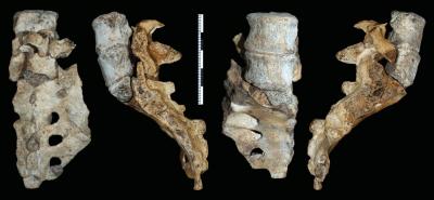 Human Evolution Takes a Twist With Austral | EurekAlert!