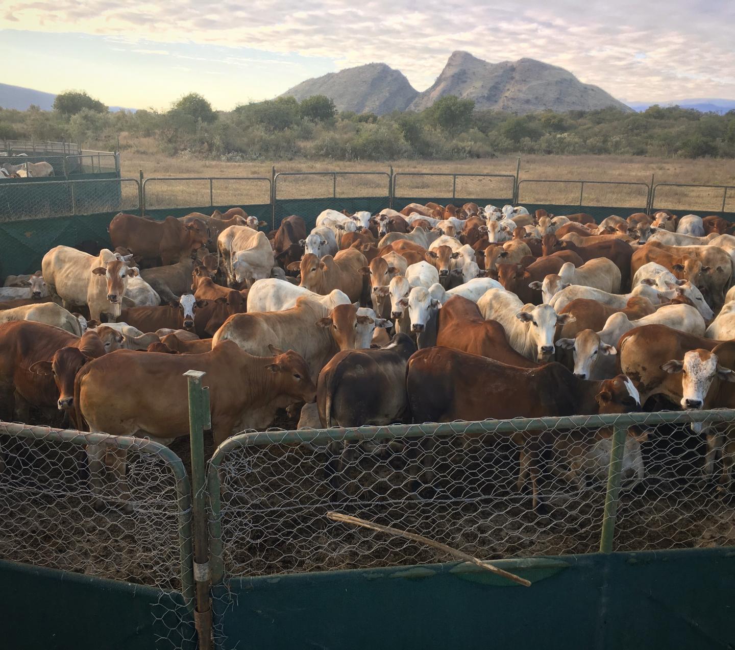 Cow Enclosure [IMAGE] | EurekAlert! Science News Releases