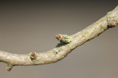 Buds [IMAGE] | EurekAlert! Science News Releases
