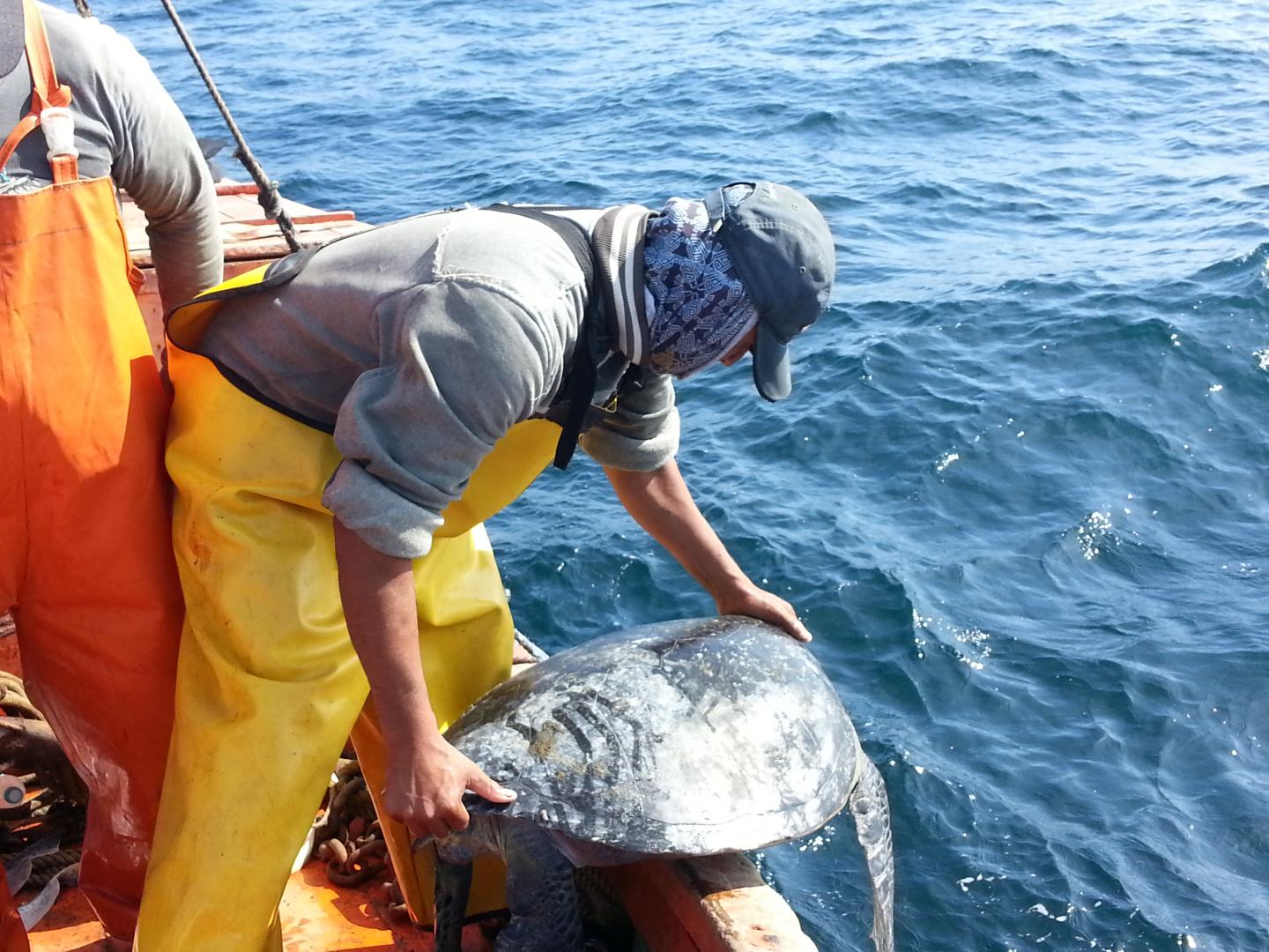 Sea Turtles Bycatch [IMAGE] | EurekAlert! Science News Releases