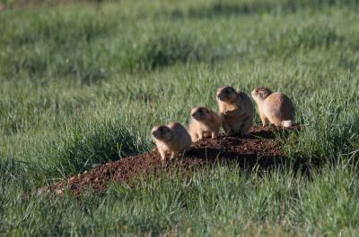 Prairie Dogs Do Dispersal Differently (14 of | EurekAlert!
