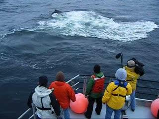 Whales Get Feeding Tips From Their Friends (5 | EurekAlert!