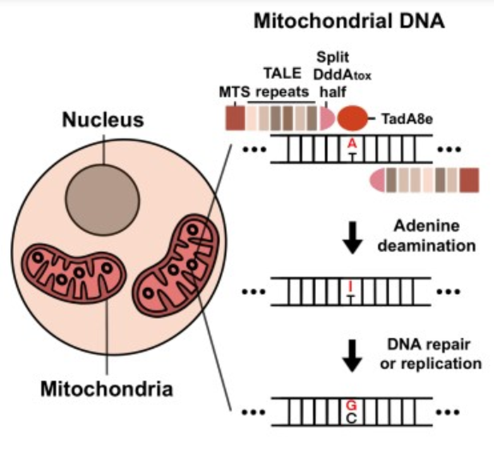 Mitochondrial Dna Structure