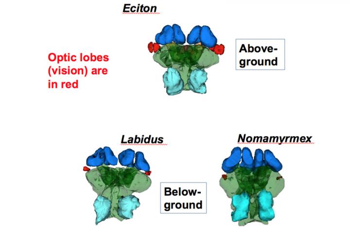 Ant Brain Structure Comparison [IMAGE] | EurekAlert! Science News Releases