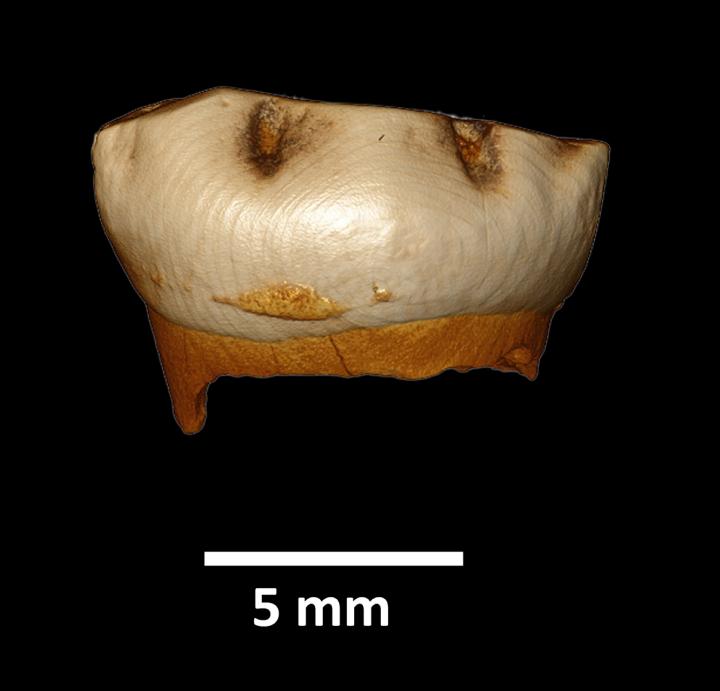 Virtual renderings of a milk t [IMAGE] | EurekAlert! Science News Releases