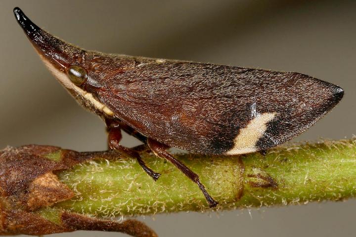 Chinese Spittlebug [IMAGE] | EurekAlert! Science News Releases