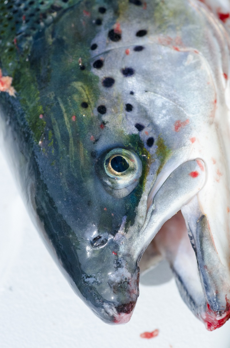 Fish health [IMAGE] | EurekAlert! Science News Releases