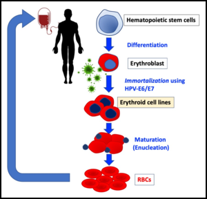 Build Blood Better: New cell line is capable | EurekAlert!