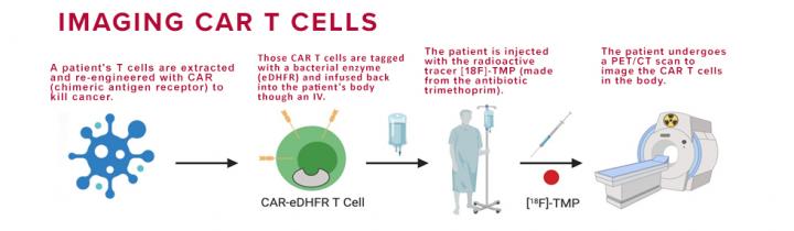 Imaging CAR T Cells [IMAGE] | EurekAlert! Science News Releases