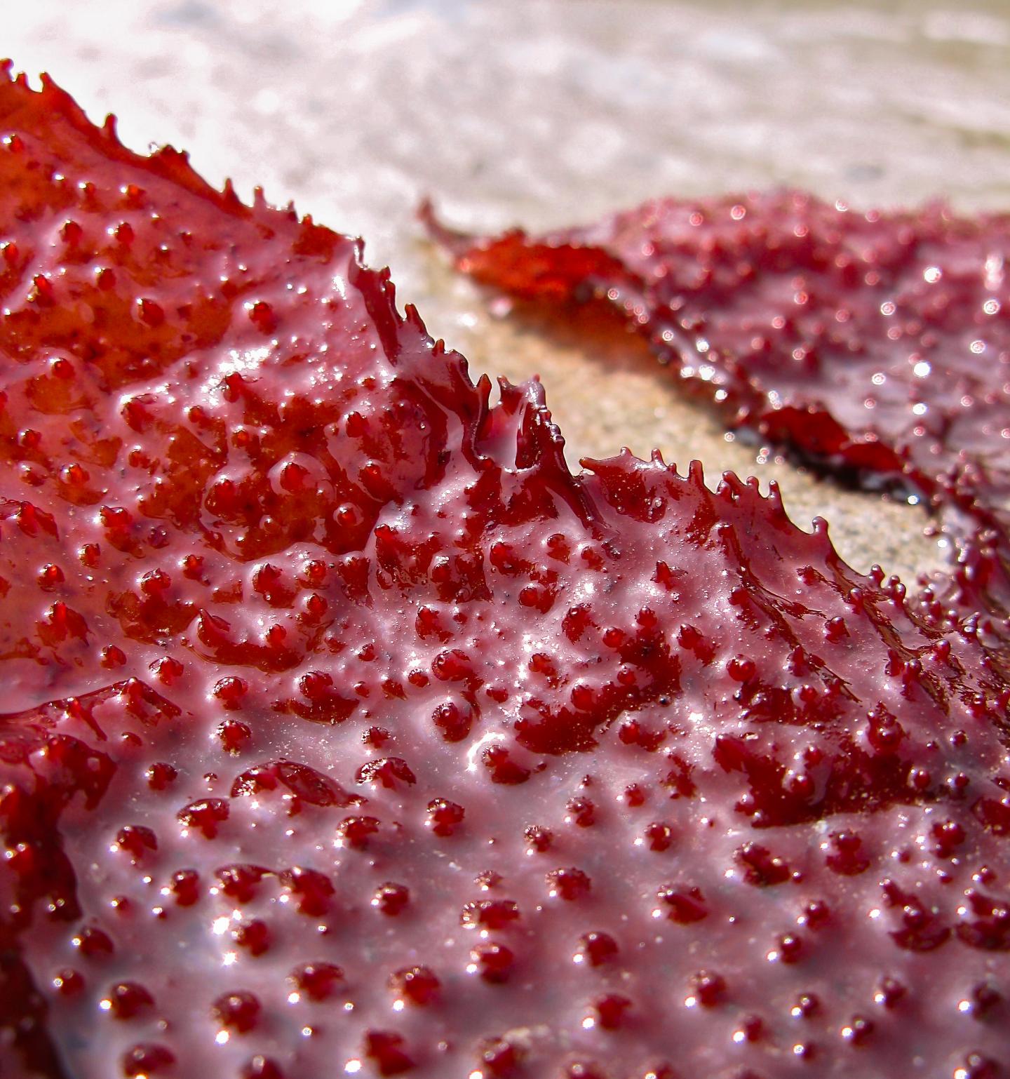 Chondracanthus Exasperatus or [IMAGE] | EurekAlert! Science News Releases