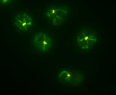 Green Algae Genome Gives History Lesson (7 of | EurekAlert!