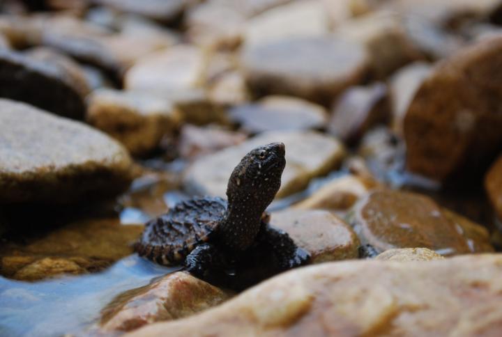 Baby Snapping Turtle [IMAGE] | EurekAlert! Science News Releases