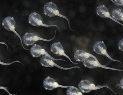 Xenopus Tadpoles [IMAGE] | EurekAlert! Science News Releases
