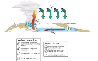 Walker circulation [IMAGE] | EurekAlert! Science News Releases