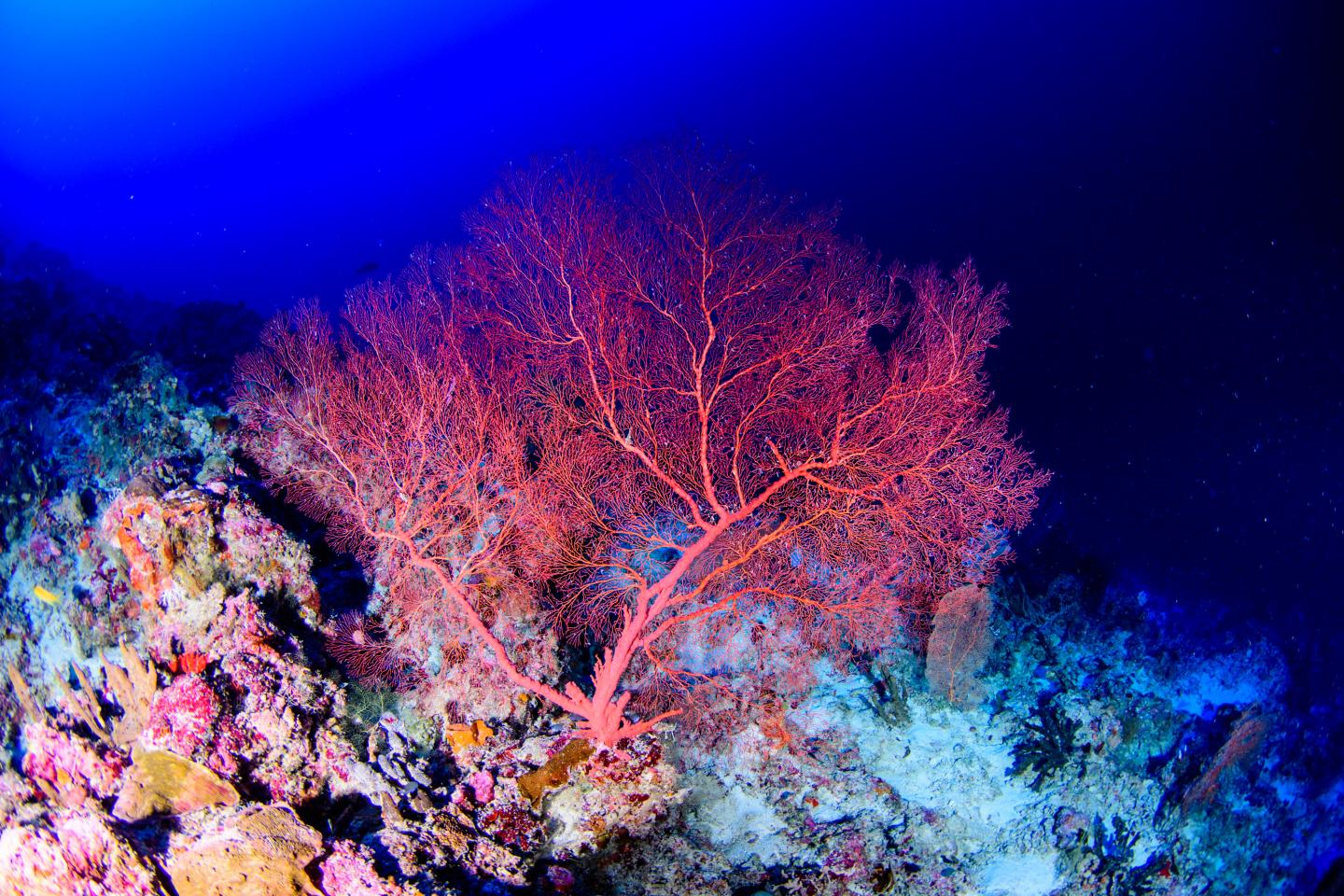 No Refuge in the Deep for Shallow Reef Ecosys | EurekAlert!