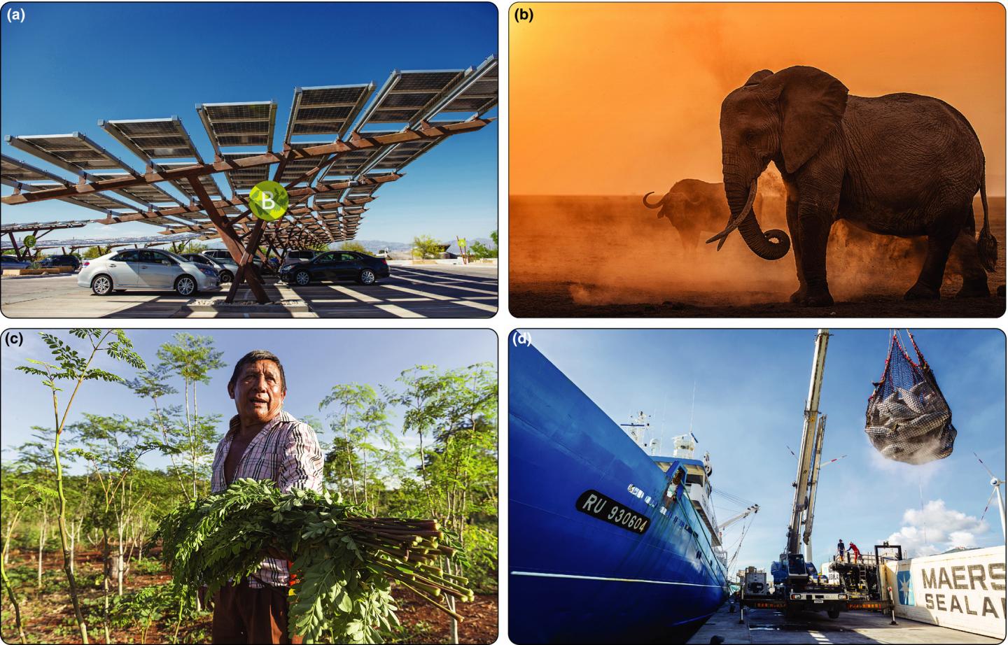 The Sustainability Scenario [IMAGE] | EurekAlert! Science News Releases