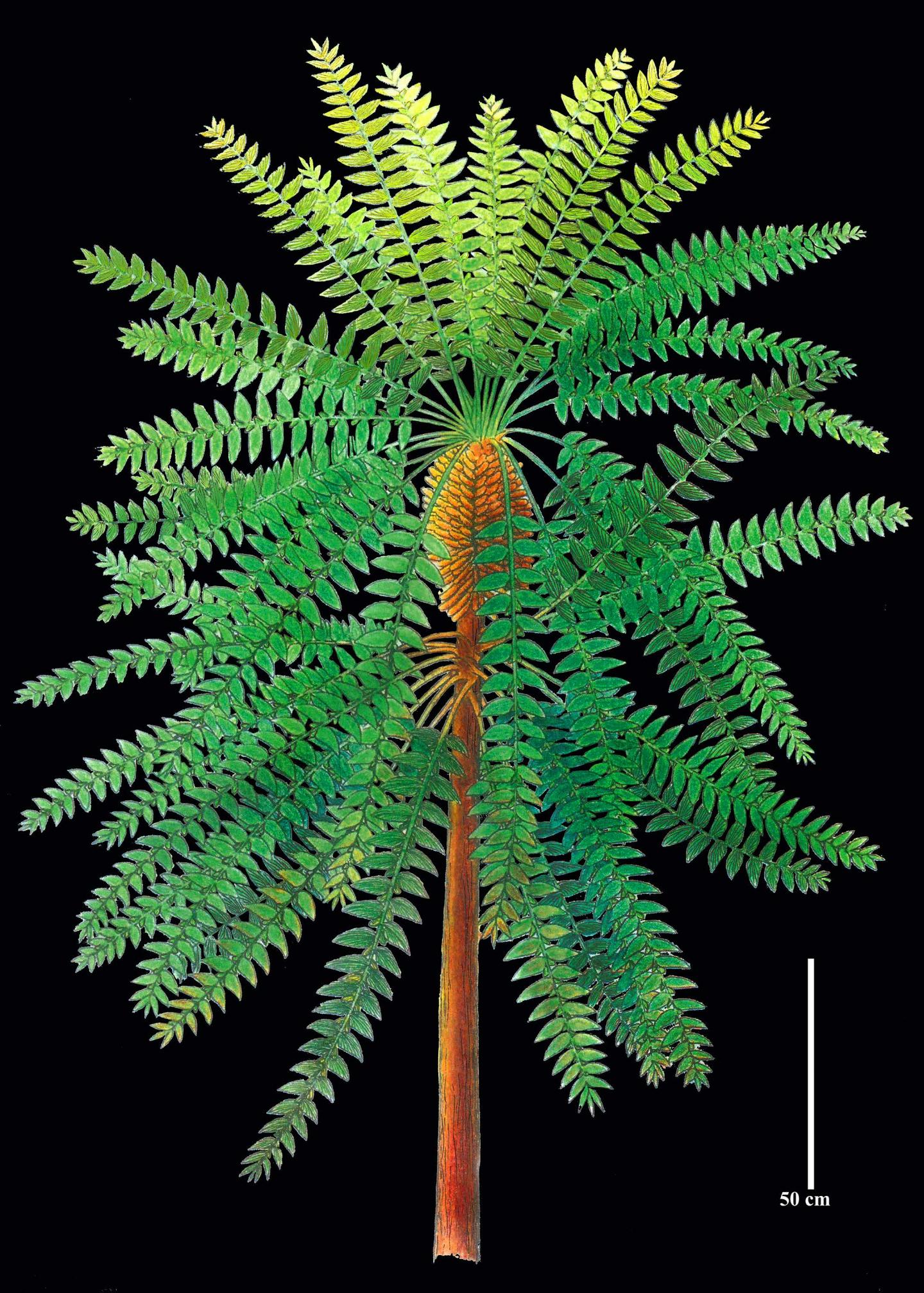 Classification of an ancient spore-producing | EurekAlert!