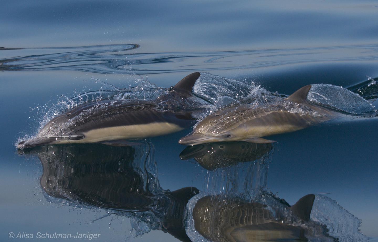 Dolphin Diets Suggest Extreme Changes in the | EurekAlert!