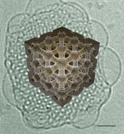 3-D mapping a new drug-delivery tool | EurekAlert!