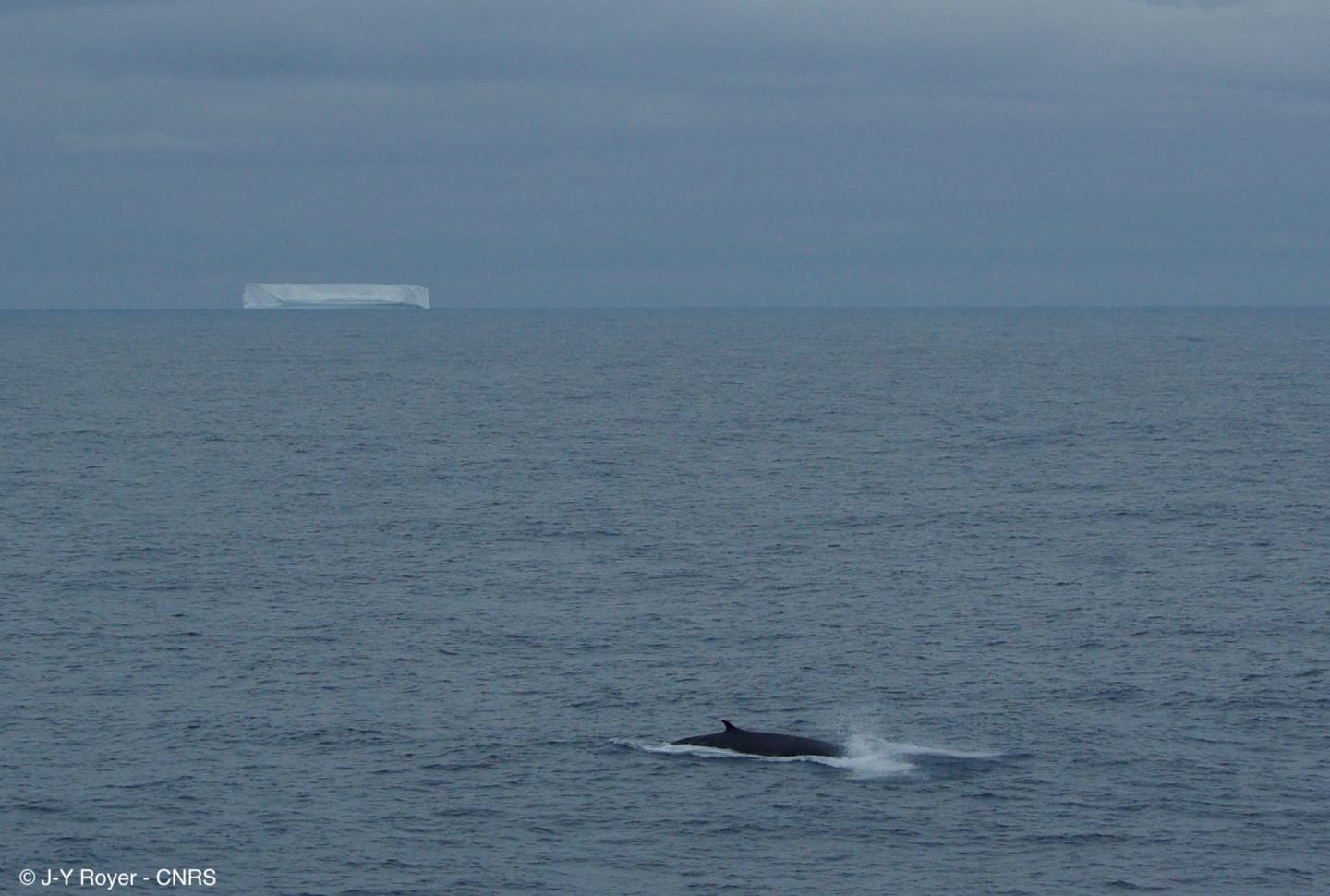 Fin Whale and Iceberg, Souther [IMAGE] | EurekAlert! Science News Releases