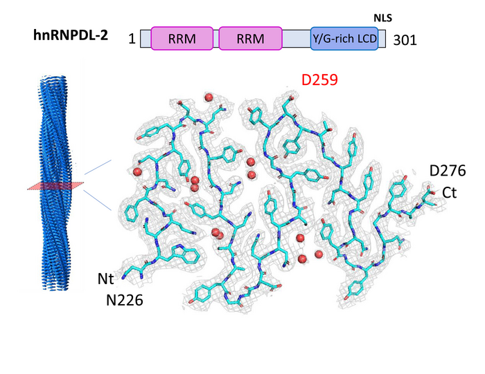 Solving the structure of a fun [IMAGE] | EurekAlert! Science News Releases