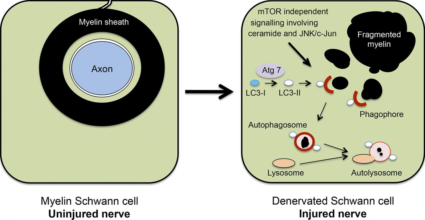 Schwann cells 'dine in' to clear myelin from | EurekAlert!