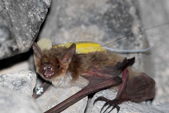 A Mexican fish-eating Bat [IMAGE] | EurekAlert! Science News Releases