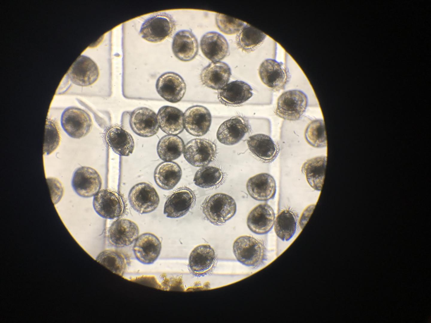 Oyster Larvae [IMAGE] | EurekAlert! Science News Releases