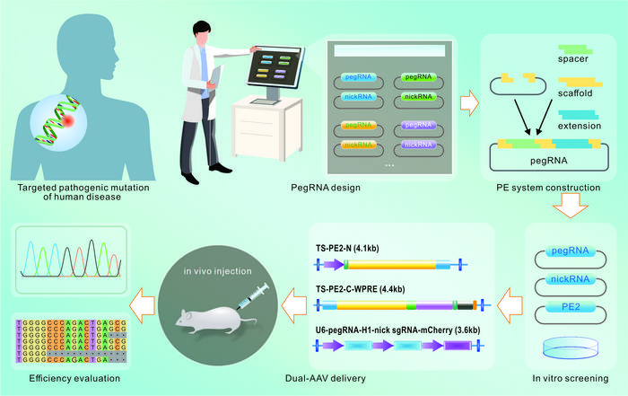 Prime editing: Current advances and therapeut | EurekAlert!