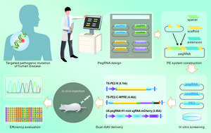 Prime editing: Current advances and therapeut | EurekAlert!