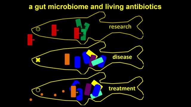 Cholera bacteria stab and poison enemies at p | EurekAlert!