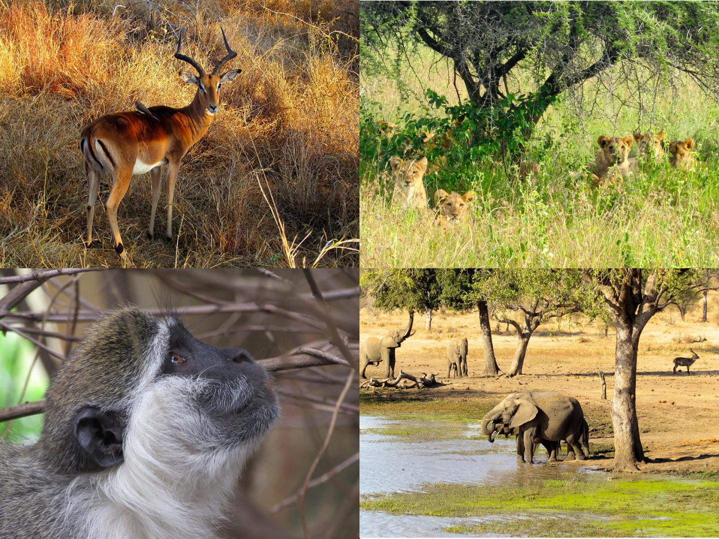 Mammal groups [IMAGE] | EurekAlert! Science News Releases