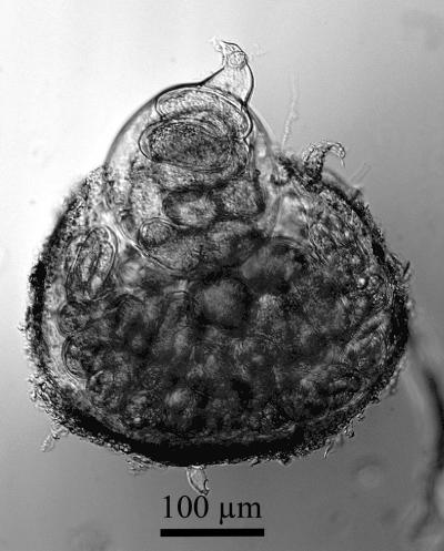 Gelatinous Matrix [IMAGE] | EurekAlert! Science News Releases