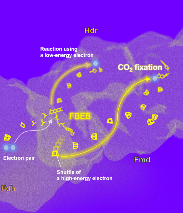 Electron-transfer pathway [IMAGE] | EurekAlert! Science News Releases