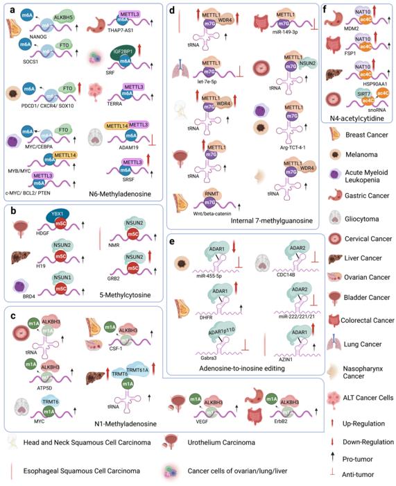 RNA modification: Mechanisms and therapeutic | EurekAlert!