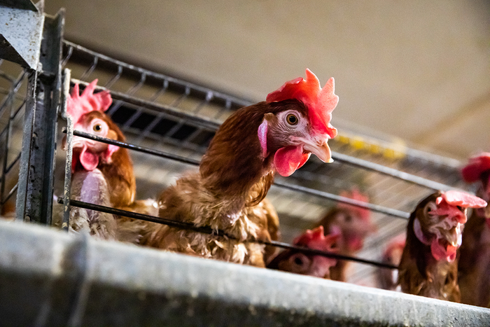 Hy-Line Hens [IMAGE] | EurekAlert! Science News Releases