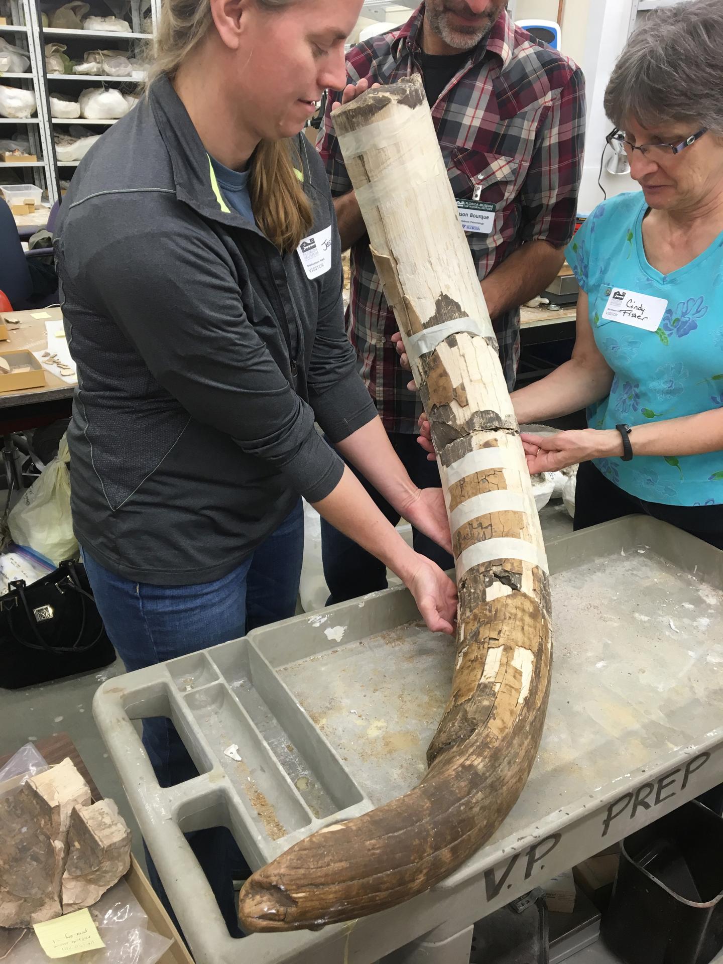 Stone Tools, Butchered Mastodon at Prehistori | EurekAlert!