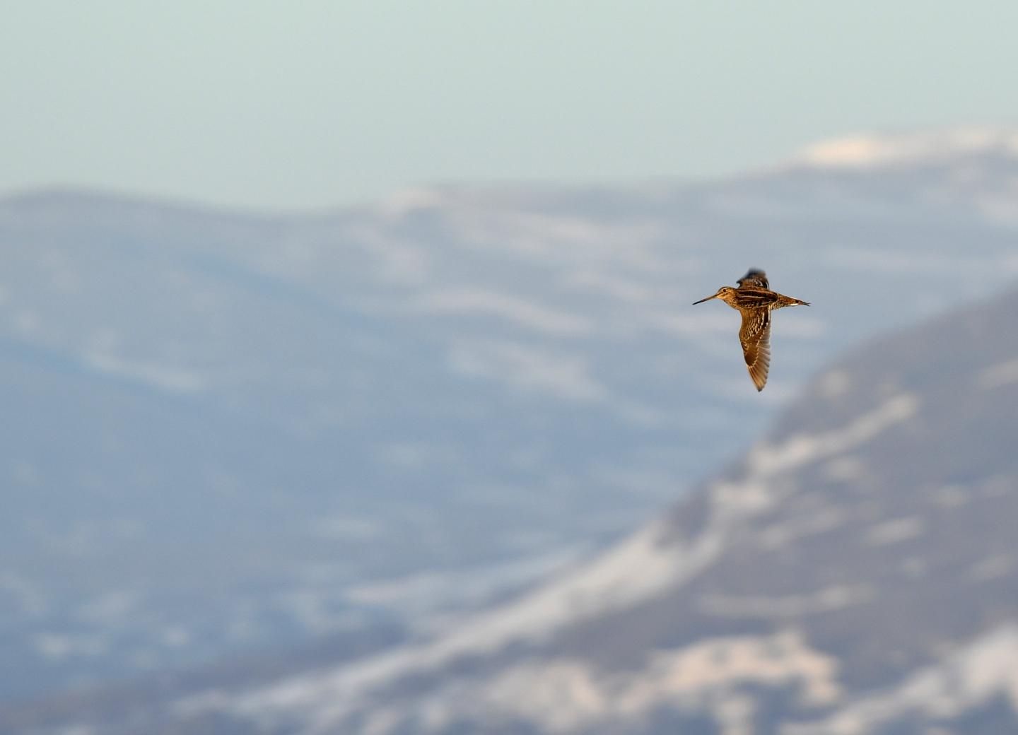 Flying great snipe [IMAGE] | EurekAlert! Science News Releases