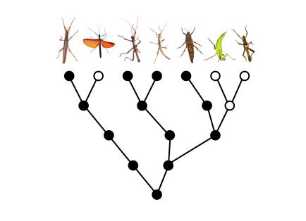 Yule Tree [IMAGE] | EurekAlert! Science News Releases