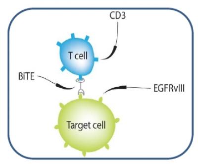 BiTE [IMAGE] | EurekAlert! Science News Releases