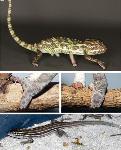 How the chameleon climbed to the top of the t | EurekAlert!