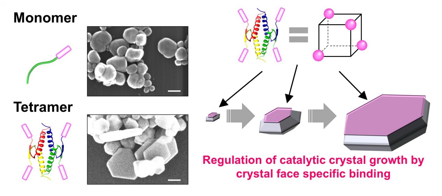 Tetrameric Biomineralization P [IMAGE] | EurekAlert! Science News Releases