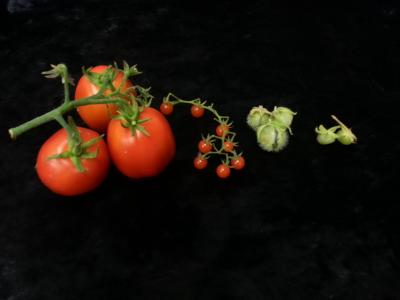 Domestic and Wild Tomatoes [IMAGE] | EurekAlert! Science News Releases