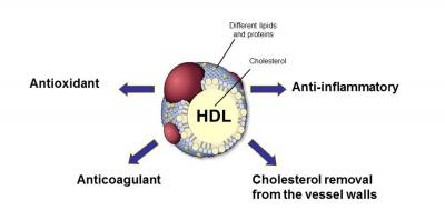 Low HDL-cholesterol -- not quantity, but qual | EurekAlert!