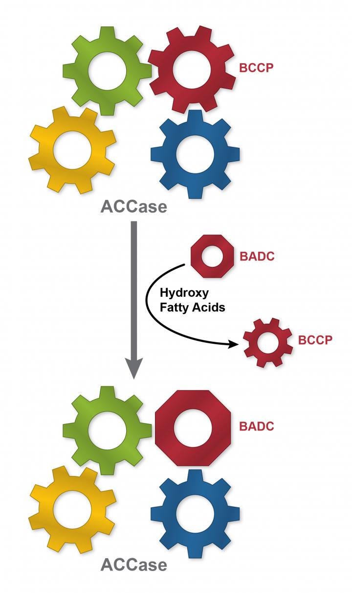 enzyme schematic [IMAGE] | EurekAlert! Science News Releases