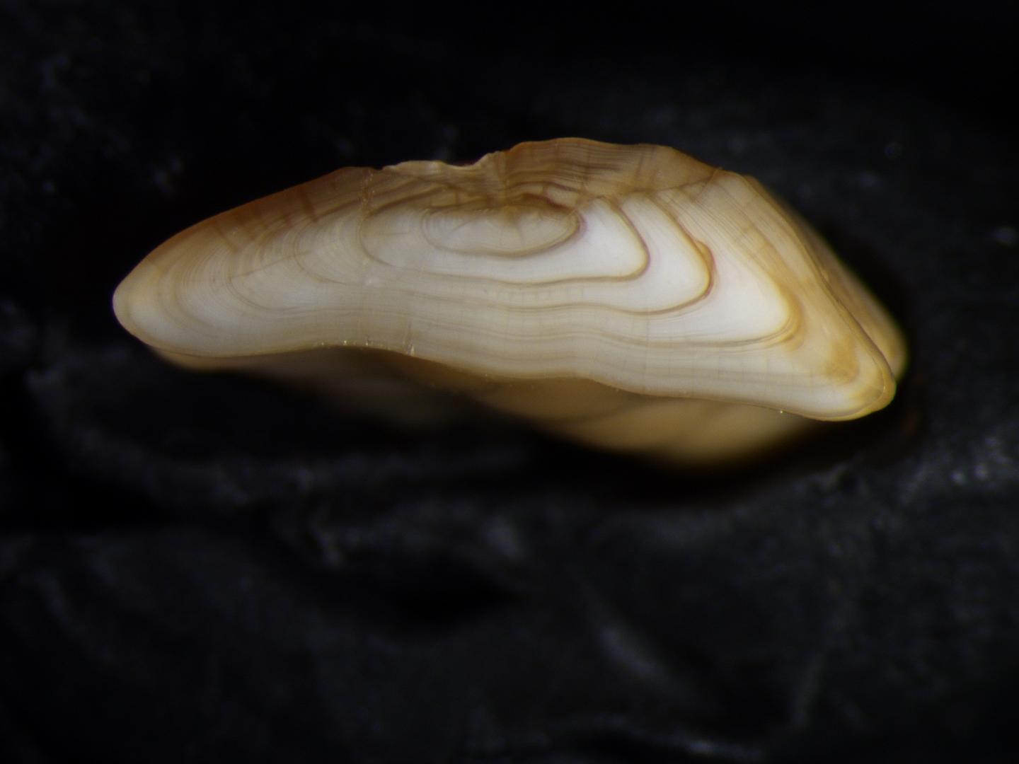 The Earstone [IMAGE] | EurekAlert! Science News Releases